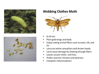 Bugs | PDF