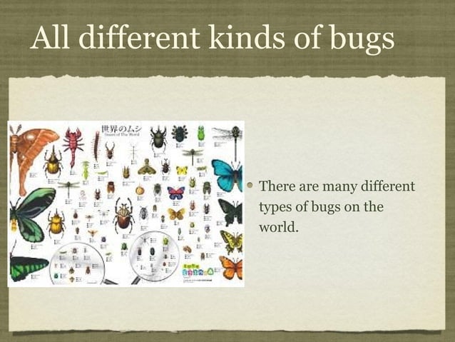 Bugs | PPT