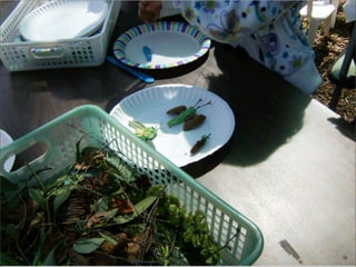 Bug slide show reduced 3 | PDF