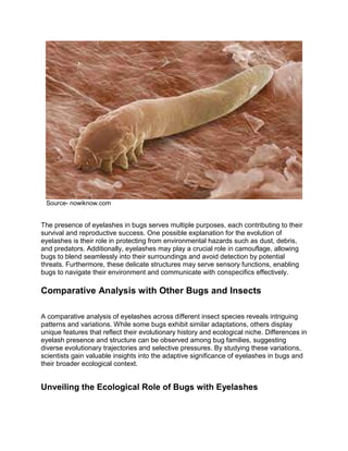 Bug with Eyelashes Treatment process.docx