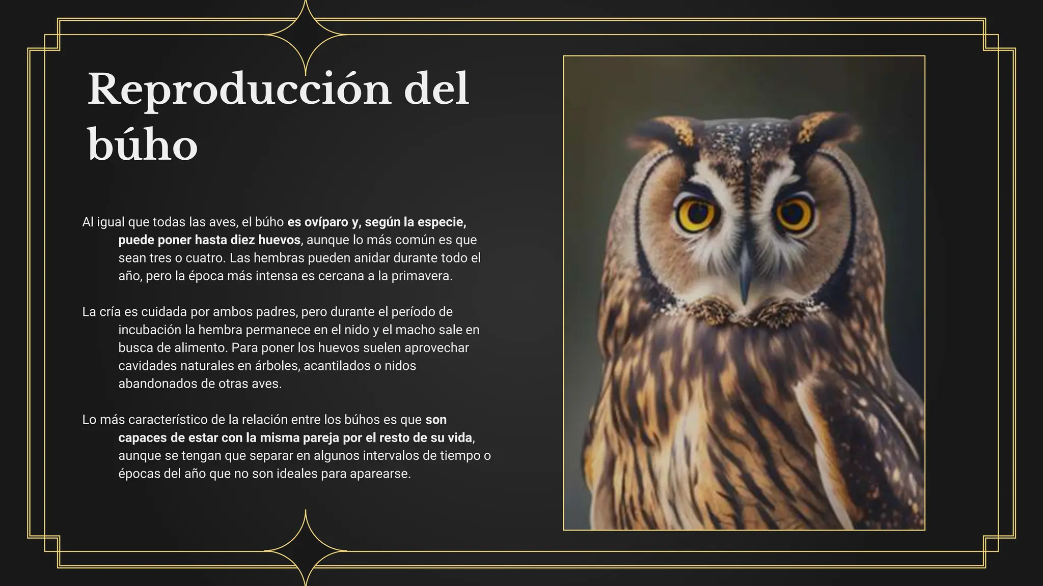 buhos las caracteristicas y sus partes d | PPT