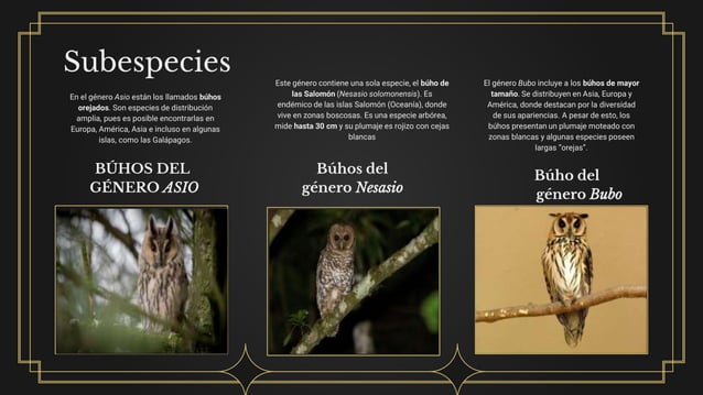 buhos las caracteristicas y sus partes d | PPT
