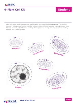 build-your-own-cell-pdf.pdf
