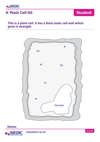 build-your-own-cell-pdf.pdf