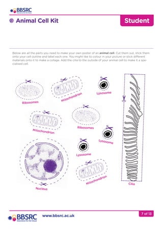 build-your-own-cell-pdf.pdf