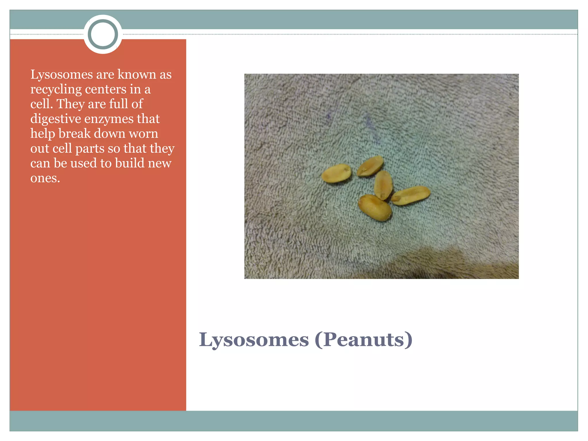 Build a cell project bsc2009 thomas garr | PPT
