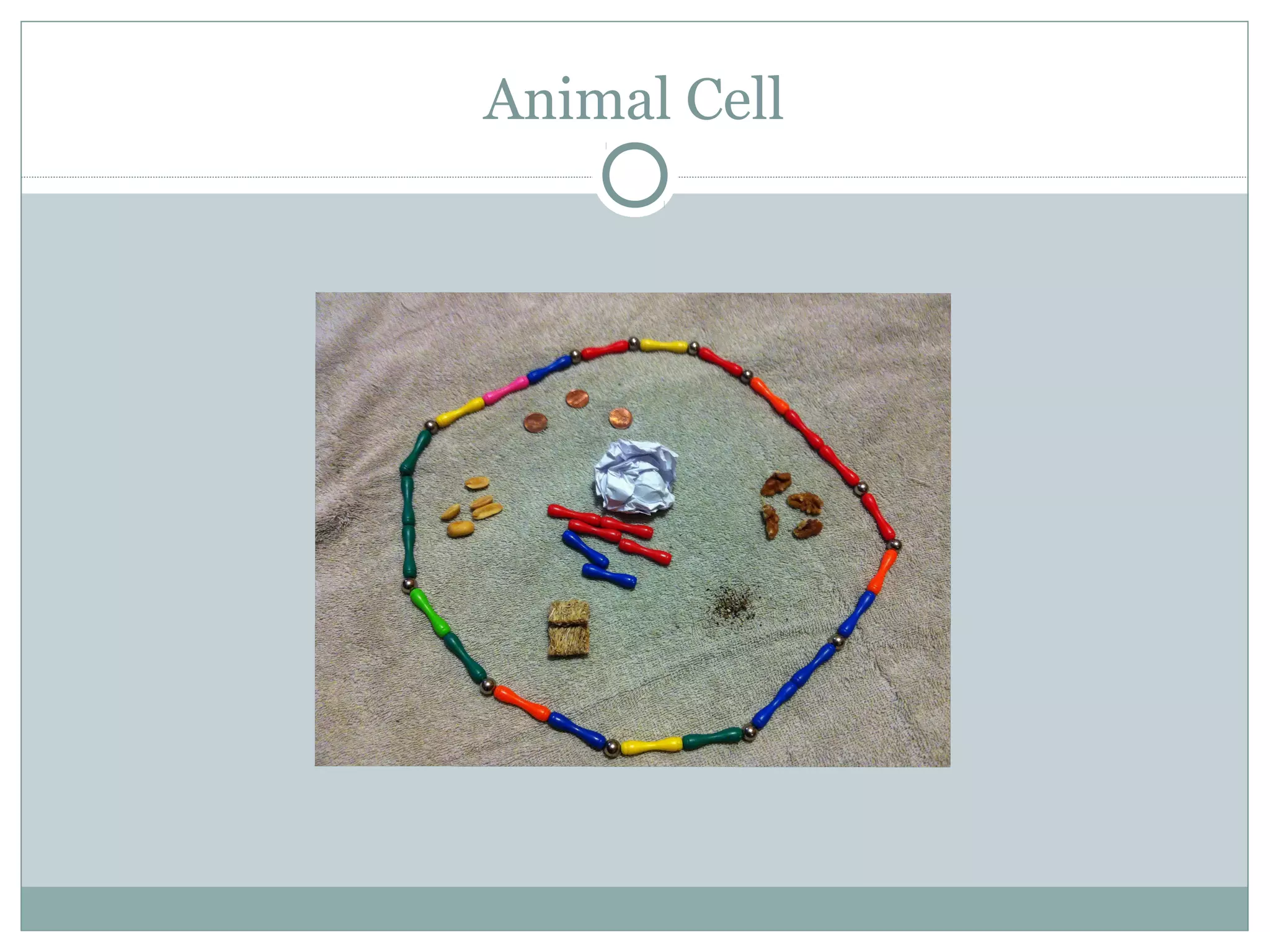 Build a cell project bsc2009 thomas garr | PPT