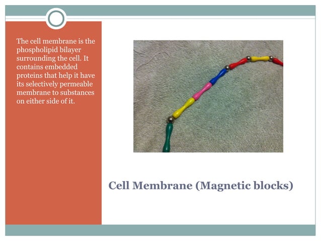 Build a cell project bsc2009 thomas garr | PPT