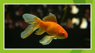 Building a Startup Ecosystem | PPT