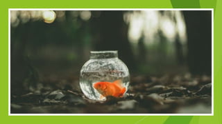 Building a Startup Ecosystem | PPT