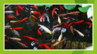 Building a Startup Ecosystem | PPT