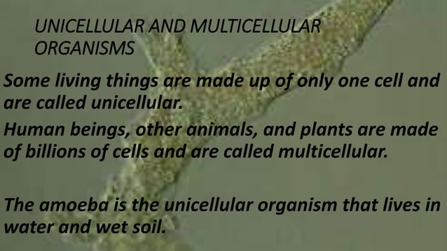 Building units of the body | PPT