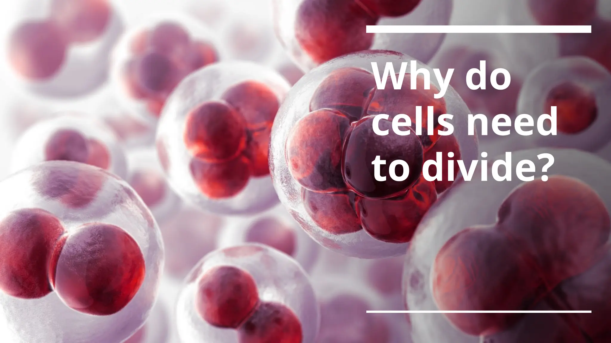 Build Me Up cell cycle introduction.pptx