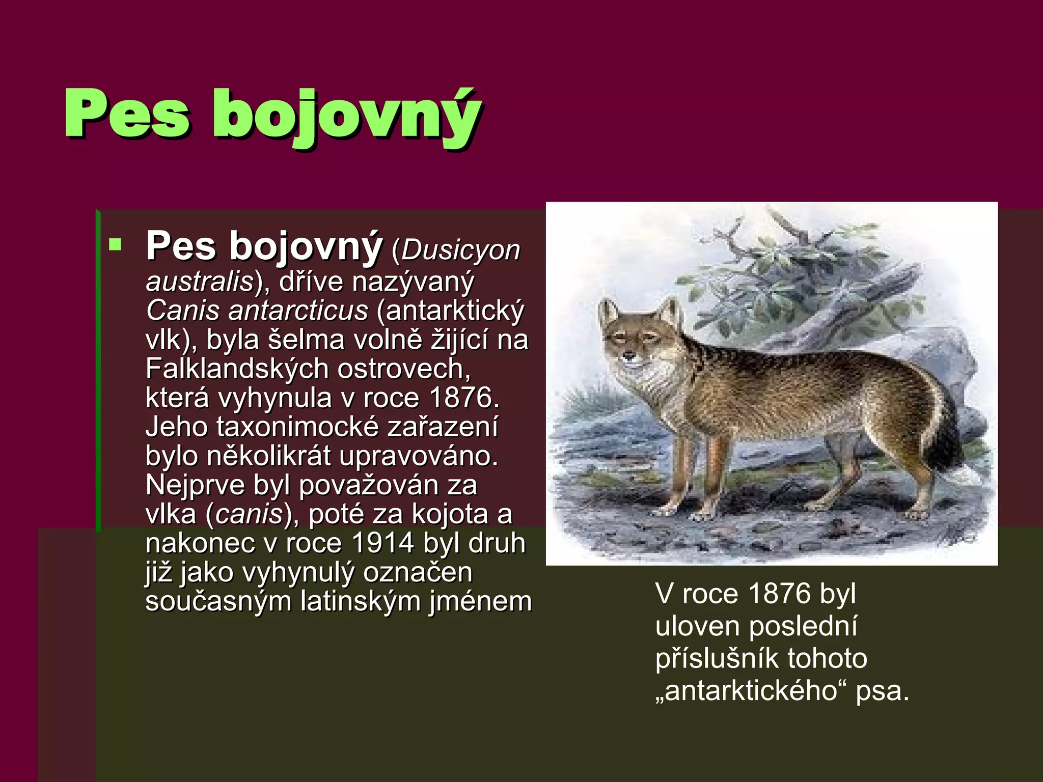 BušIna Prezentace | PPT