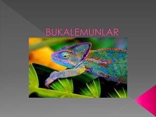 Bukalemun | PPTX