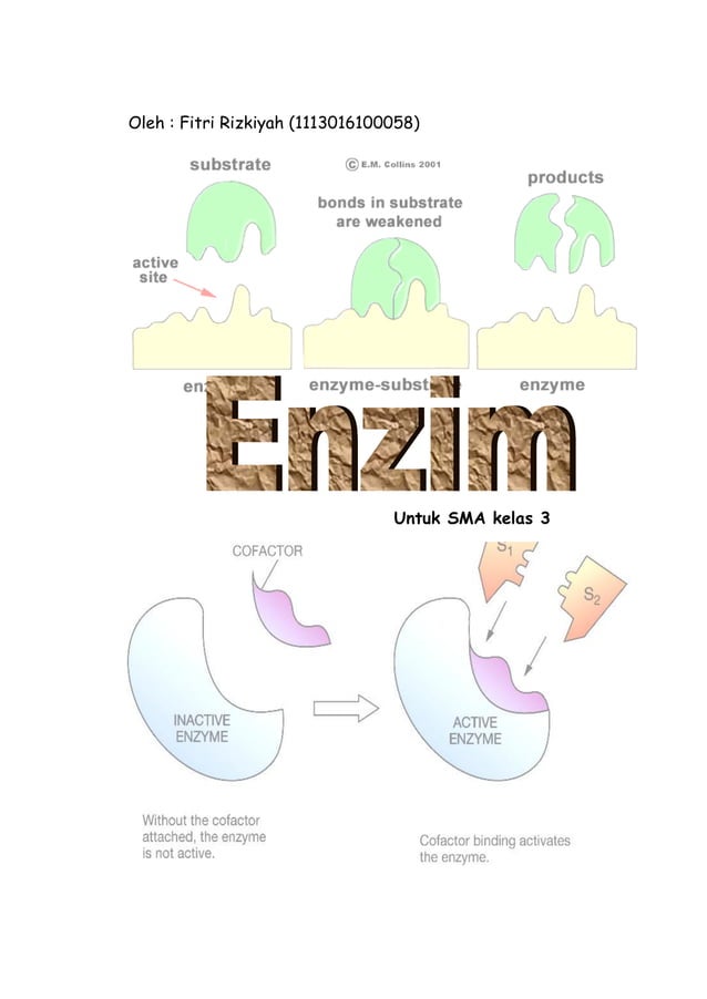 Kerja Enzim | PDF