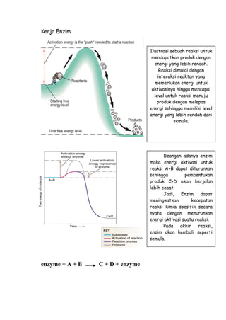 Kerja Enzim | PDF