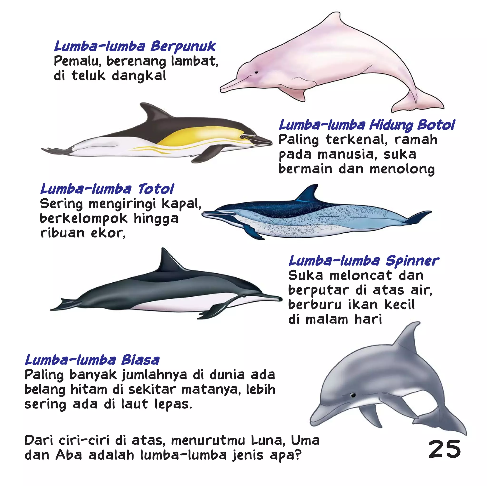 Buku ilustrasi-anak lumba-lumba | PDF