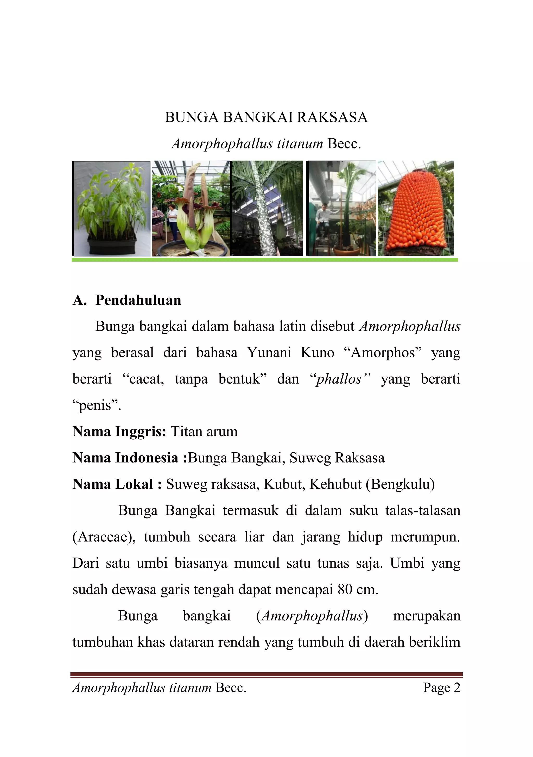 Buku Amorphophallus Titanum becc | PDF