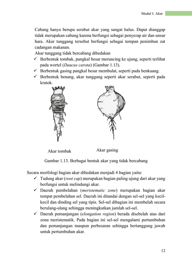 Buku Materi Pembelajaran Morfologi Tumbuhan.pdf