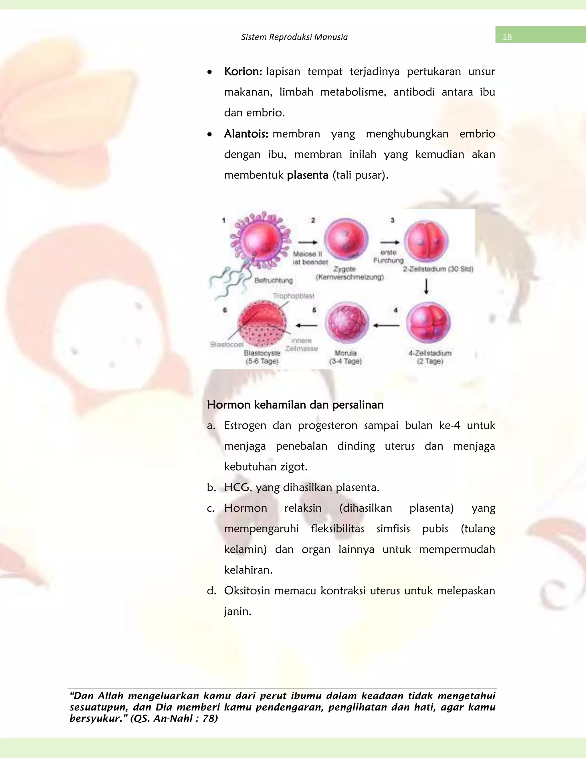 Sistem Reproduksi Manusia | PDF