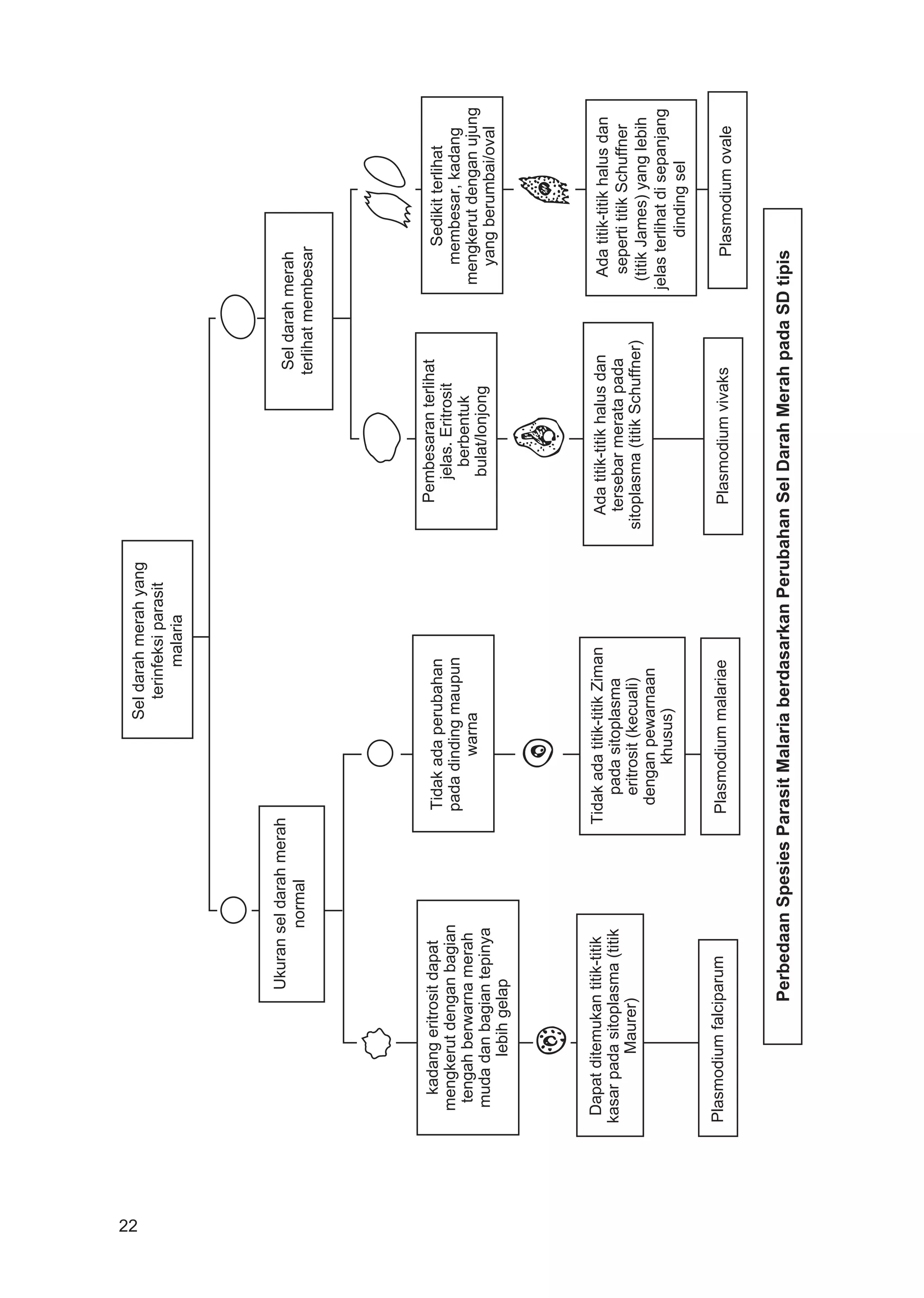 Buku pedoman teknis pemeriksaan parasit malaria | PDF