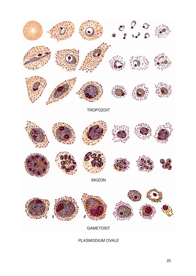 Buku pedoman teknis pemeriksaan parasit malaria | PDF