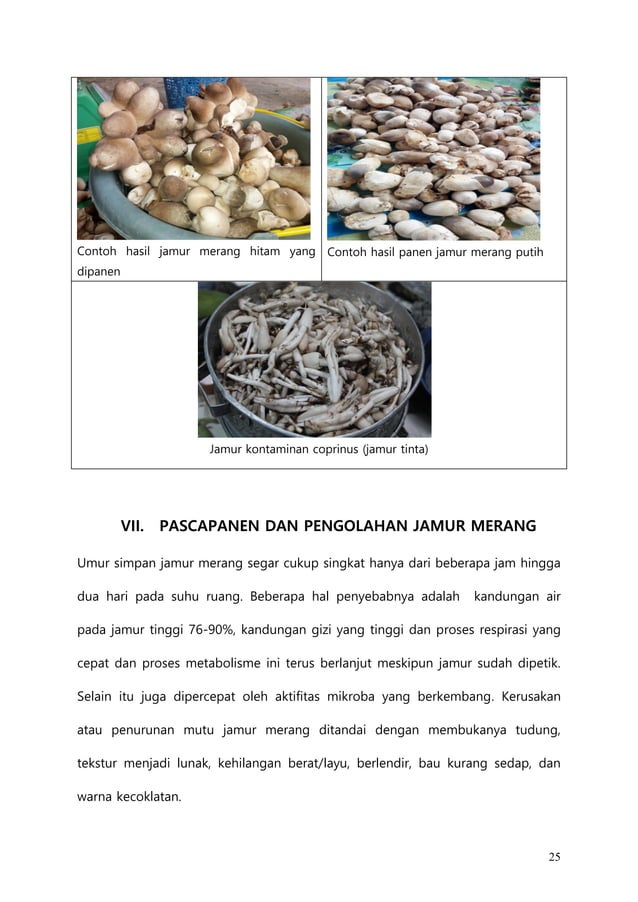 Buku petunjuk teknisbudidaya jamur merang ff | PDF