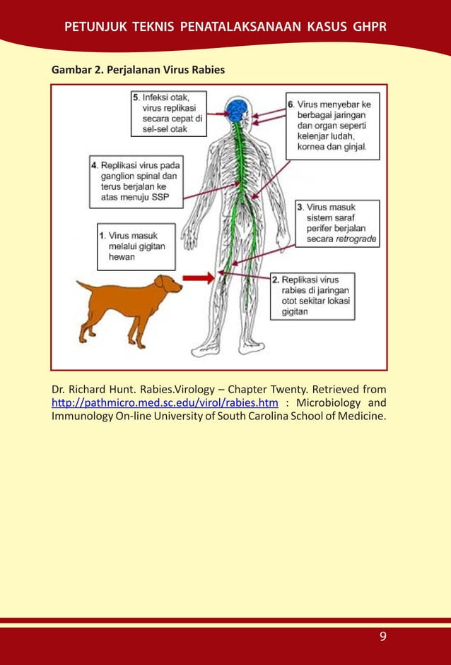 Pedoman dalam penanganan Gigitan Hewan Penular Rabies | PDF