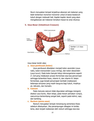 BUKU PELAJARAN TENTANG SISTEM PENCERNAAN MAKANAN | PDF