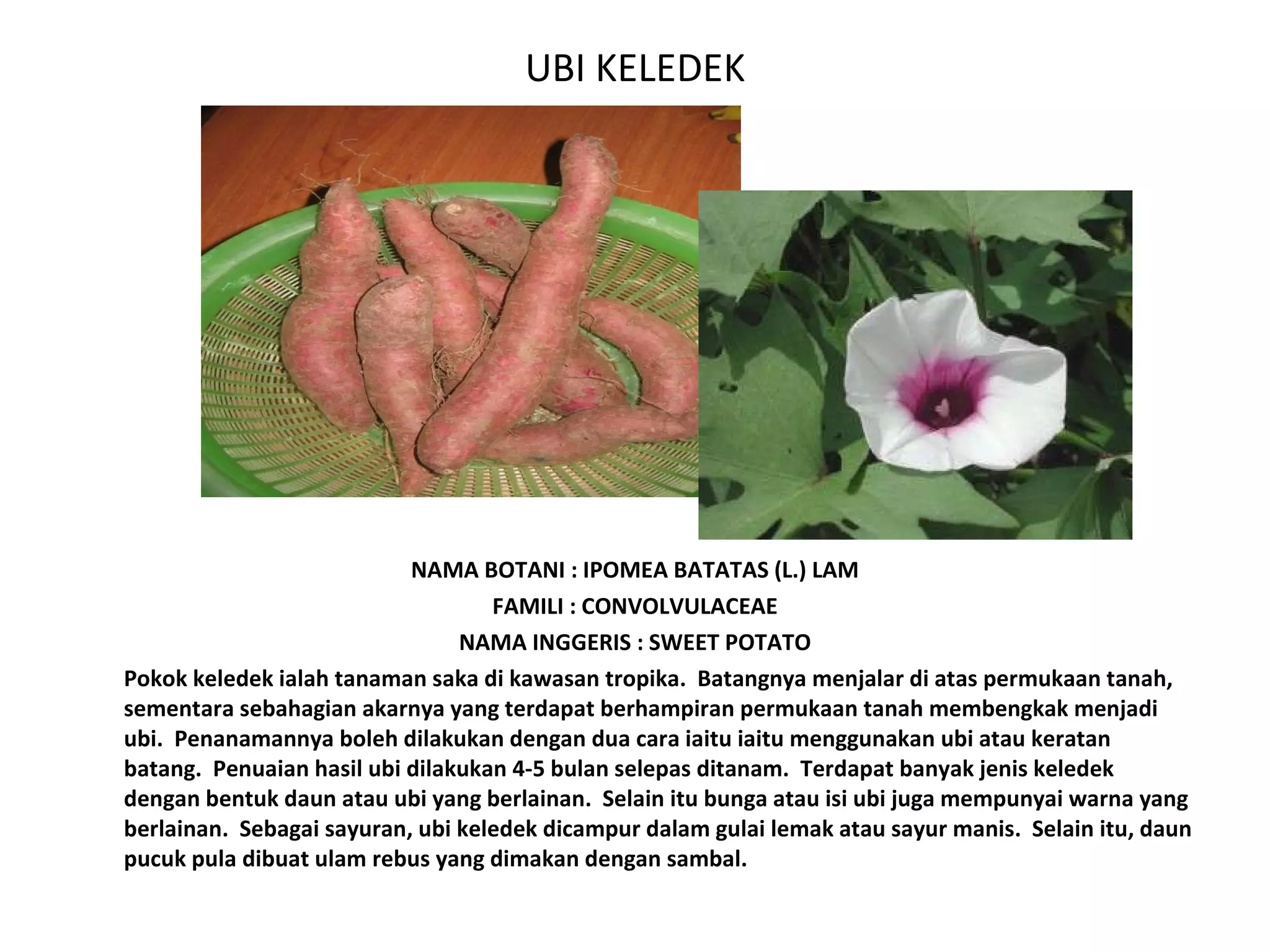 Buku skrap jenis jenis sayuran | PPT