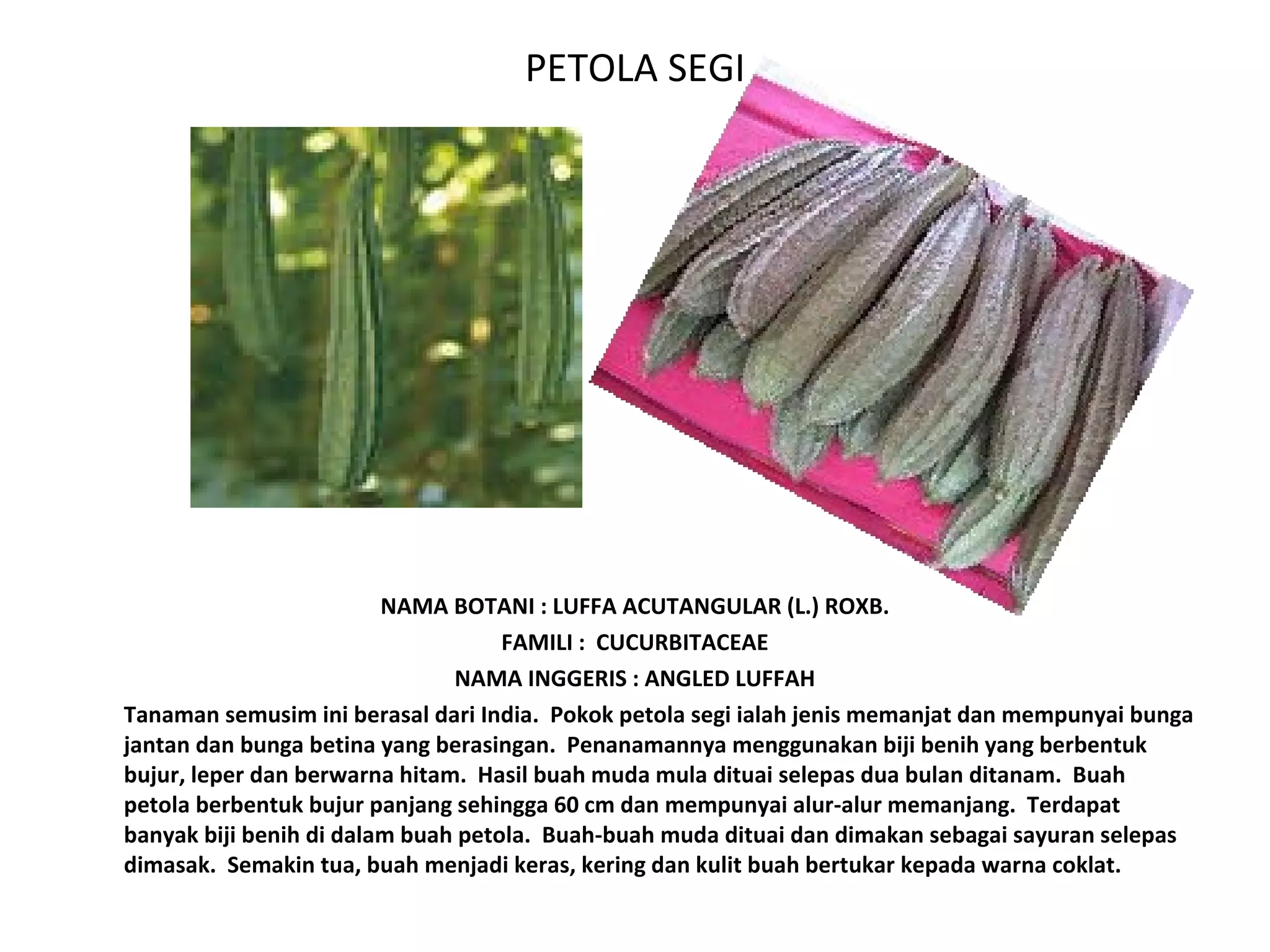 Buku skrap jenis jenis sayuran | PPT