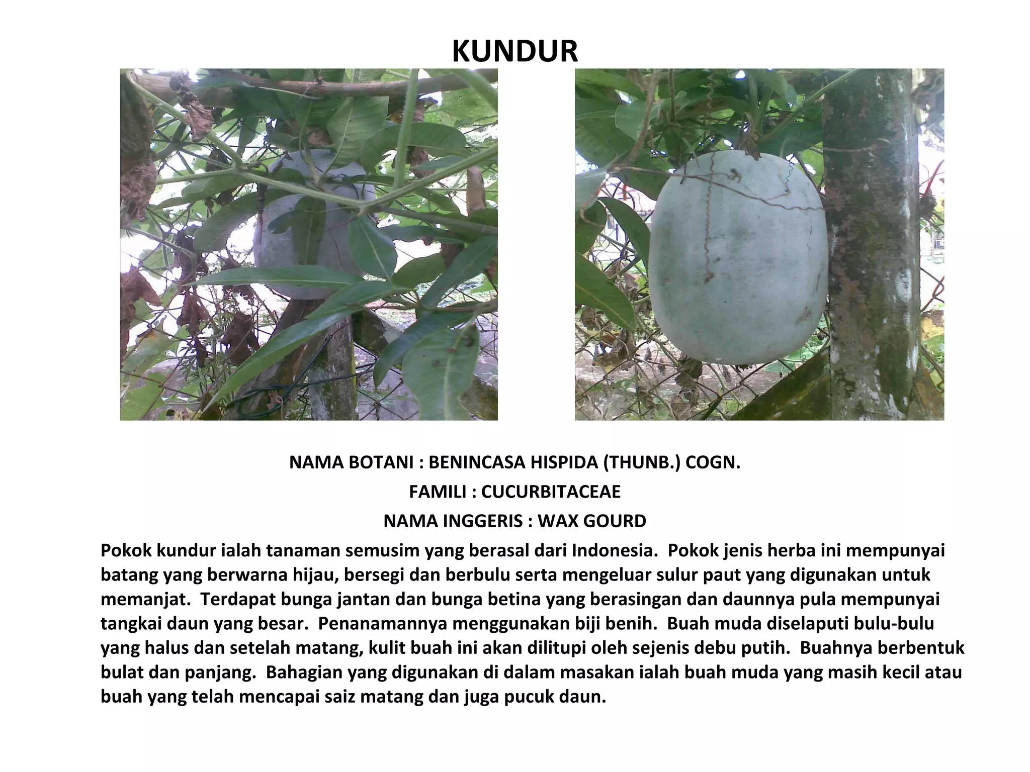 Buku skrap jenis jenis sayuran | PPT