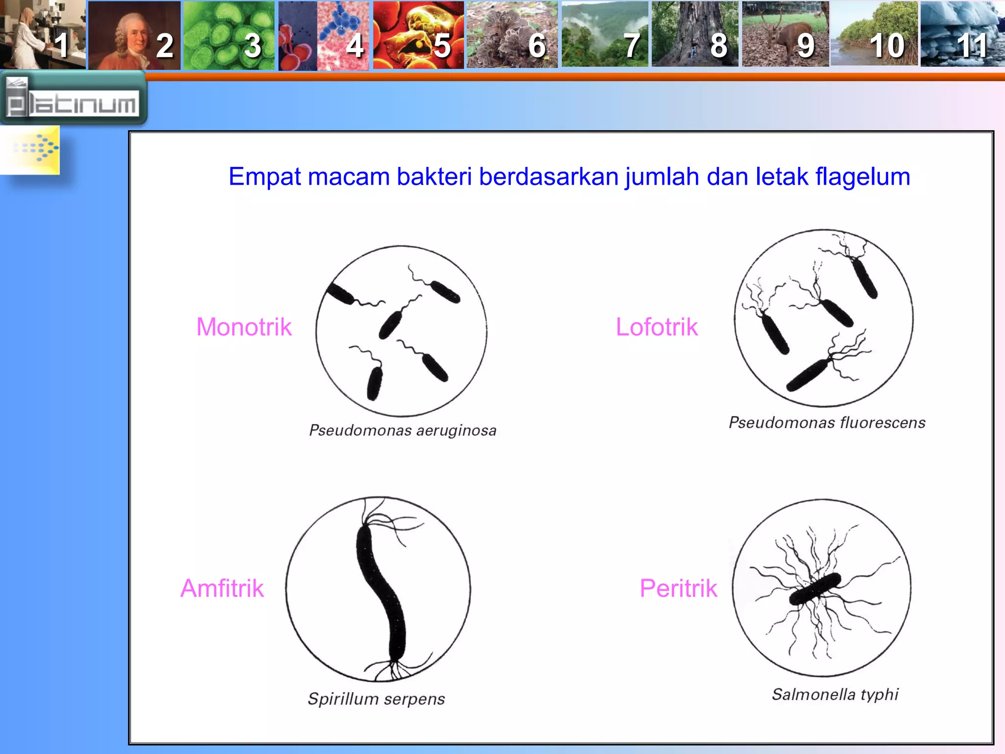Buku x bab 4 (Eubacteria dan Archaebacteria) | PDF