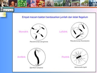 Buku x bab 4 (Eubacteria dan Archaebacteria) | PDF