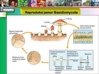 Buku x bab 6 (Jamur (Fungi)) | PDF
