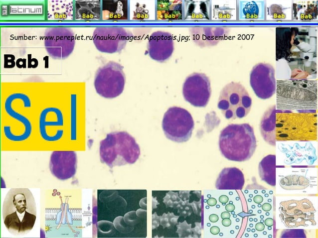 Buku xi bab 1 (Sel) | PPT