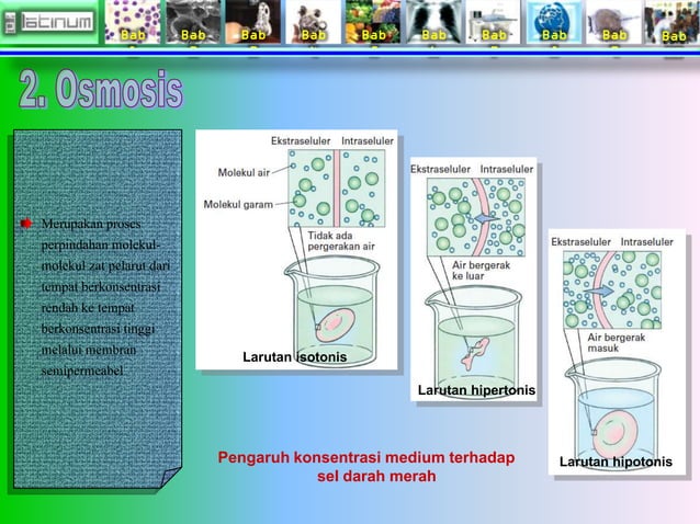 Buku xi bab 1 (Sel) | PPT