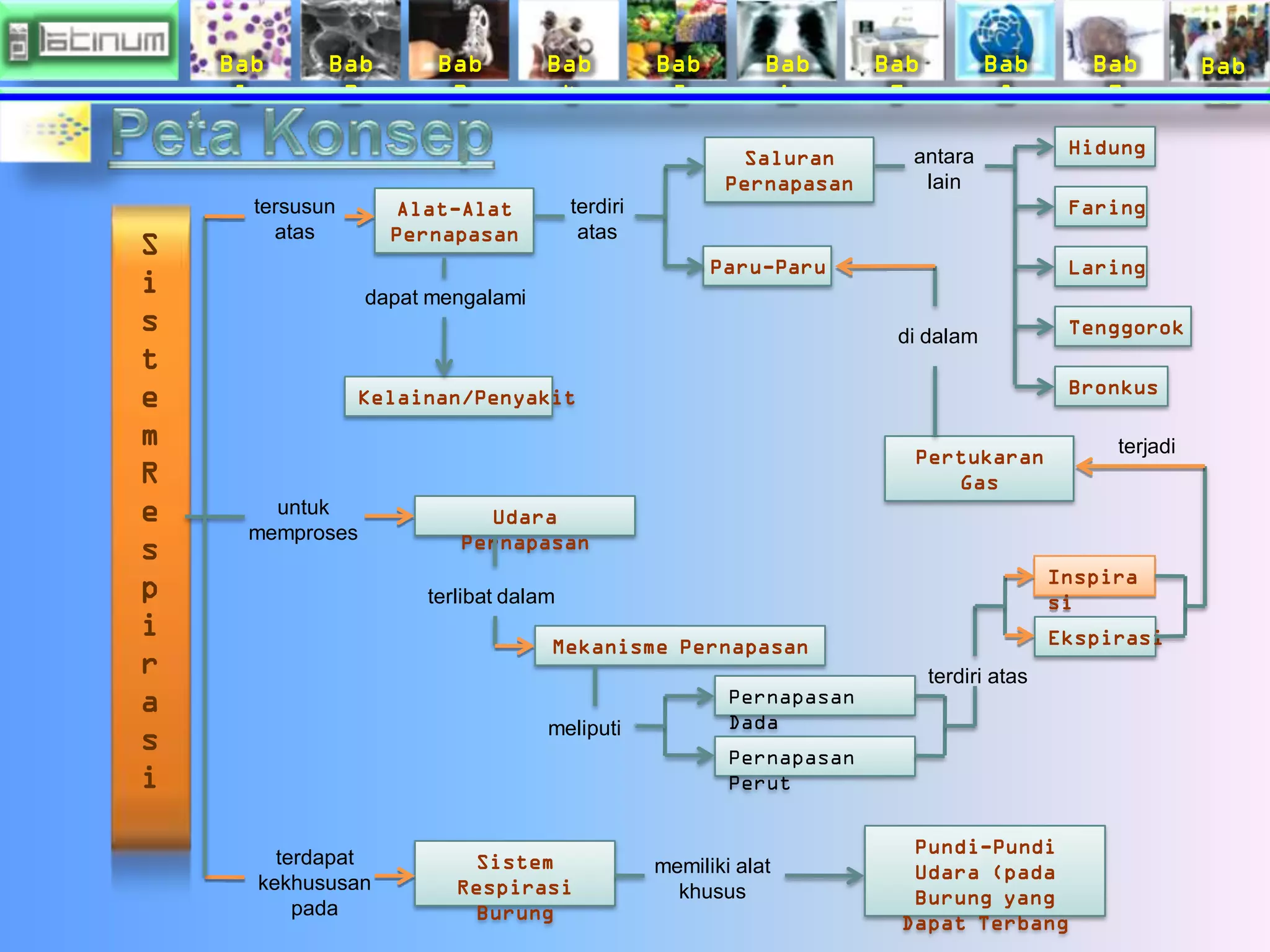 Buku xi bab 6 (Sistem Respirasi) | PDF