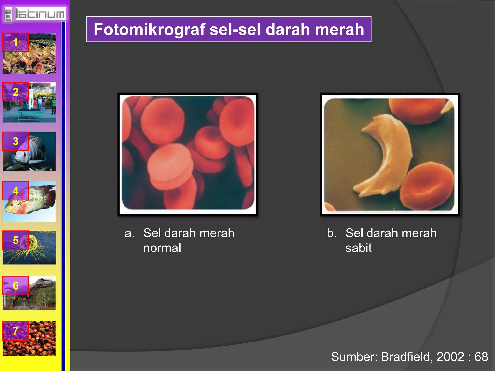 Buku xii bab 5 (Mutasi) | PDF