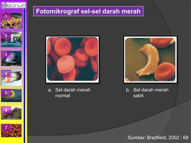 Buku xii bab 5 (Mutasi) | PDF