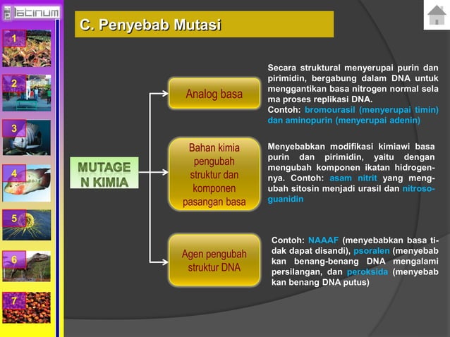 Buku xii bab 5 (Mutasi) | PDF