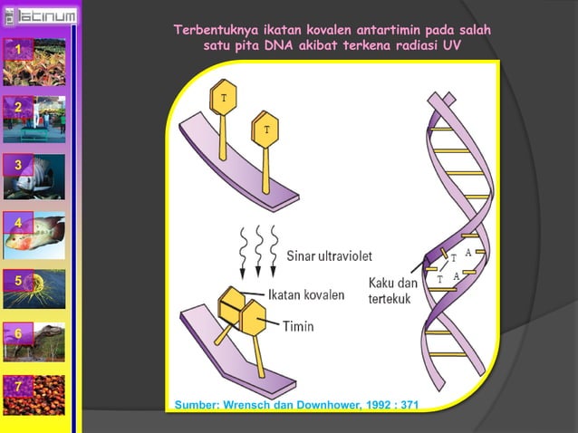 Buku xii bab 5 (Mutasi) | PDF