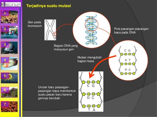 Buku xii bab 5 (Mutasi)