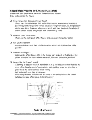 Bulb Biology, The Paperwhite Narcissus Flower Project And Hyacinth ...
