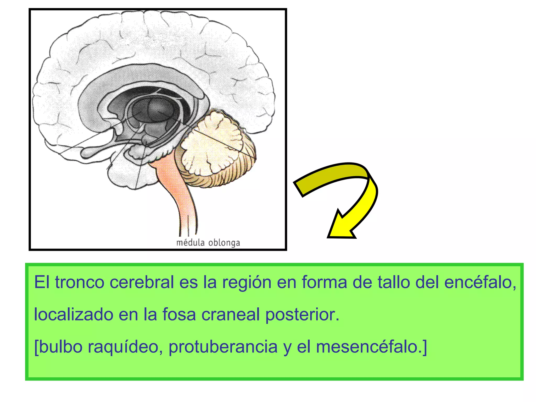 Bulbo Raquideo | PDF