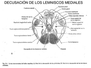 Bulbo Raquideo | PDF