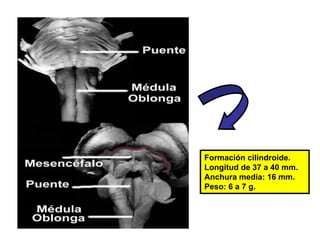 Bulbo Raquideo | PDF