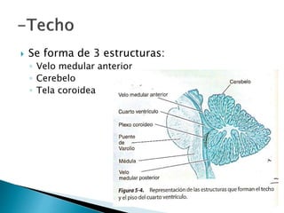 BULBO RAQUÍDEO/MÉDULA OBLONGADA | PPTX