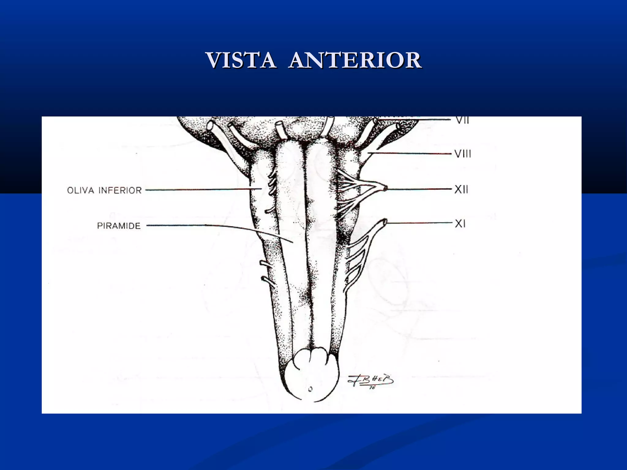 neuroanatomia bulbo raquídeo | PPT | Descarga gratuita
